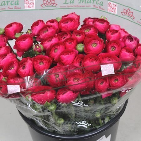 RANUNCULUS CLOONY PASSION 30cm | Wholesale Dutch Flowers & Florist ...
