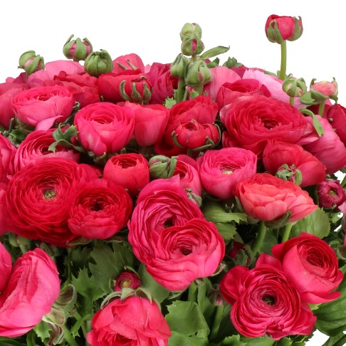 RANUNCULUS CLOONY PASSION EX 40cm | Wholesale Dutch Flowers & Florist ...