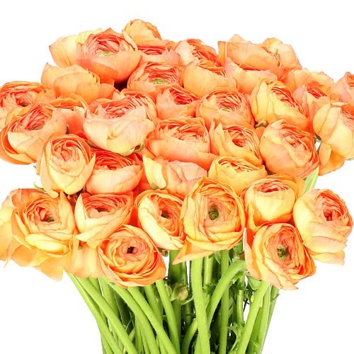 RANUNCULUS CLOONY PESCA 750 40cm | Wholesale Dutch Flowers & Florist ...
