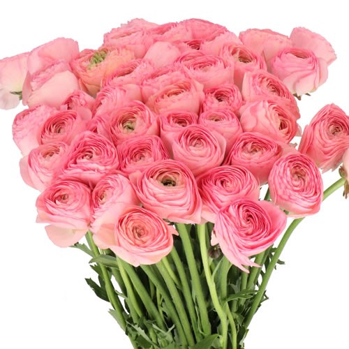 RANUNCULUS CLOONY PINK 121 40cm | Wholesale Dutch Flowers & Florist ...