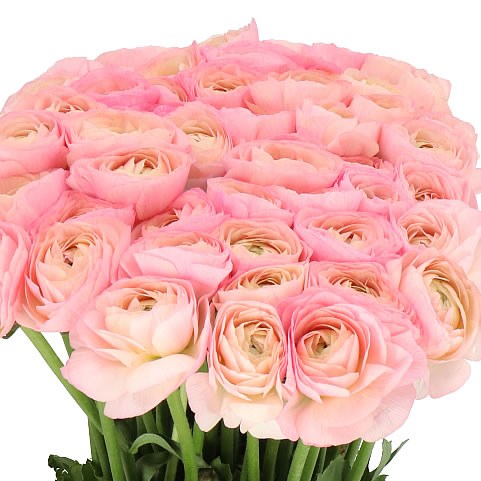 RANUNCULUS CLOONY PINK 752 40cm | Wholesale Dutch Flowers & Florist ...