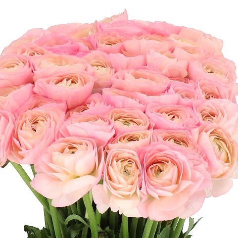 RANUNCULUS CLOONY PINK 752 EX 40cm | Wholesale Dutch Flowers & Florist ...