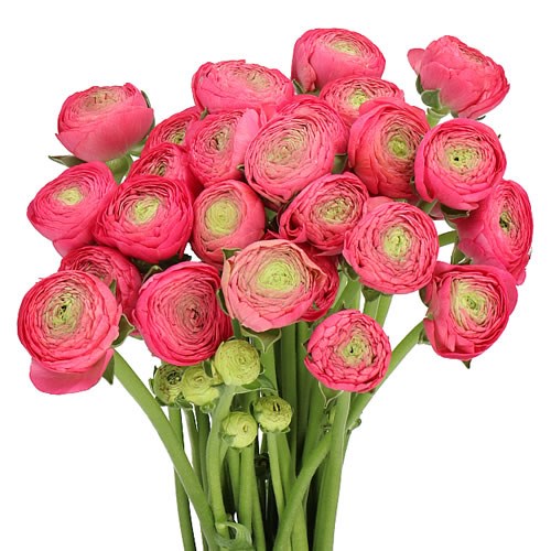 RANUNCULUS CLOONY RS PINK EX 45cm | Wholesale Dutch Flowers & Florist ...