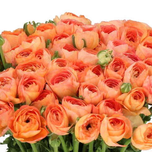 RANUNCULUS CLOONY SALMON 40cm | Wholesale Dutch Flowers & Florist ...