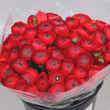 RANUNCULUS CLOONY TANGO EX 40cm | Wholesale Dutch Flowers & Florist ...