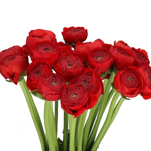 RANUNCULUS CLOONY TANGO EX 40cm | Wholesale Dutch Flowers & Florist ...