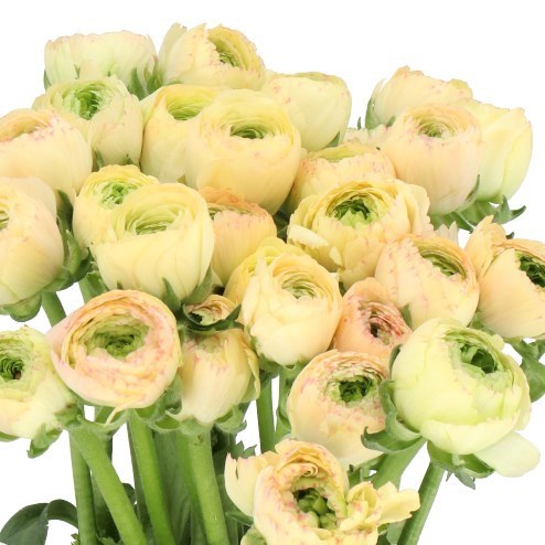 RANUNCULUS CLOONY TUAREG 40cm | Wholesale Dutch Flowers & Florist ...