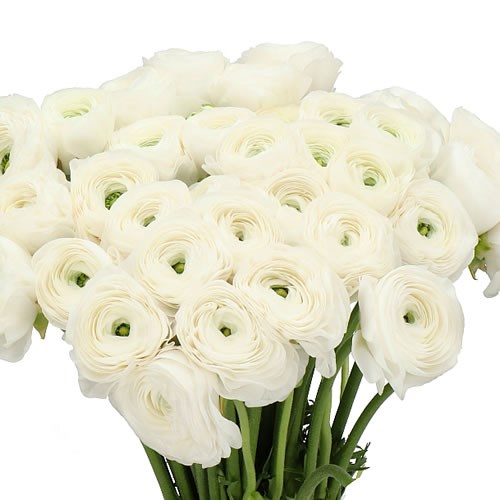 RANUNCULUS CLOONY WHITE 207 40cm | Wholesale Dutch Flowers & Florist ...