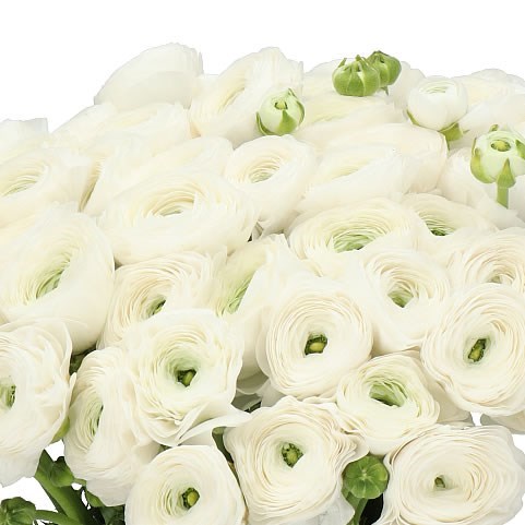 RANUNCULUS CLOONY WHITE 238 40cm | Wholesale Dutch Flowers & Florist ...