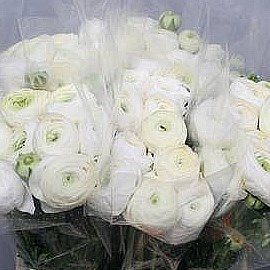 RANUNCULUS CLOONY WHITE 40cm | Wholesale Dutch Flowers & Florist ...
