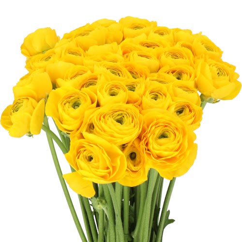 RANUNCULUS CLOONY YELLOW 91 EXTRA 40cm | Wholesale Dutch Flowers ...