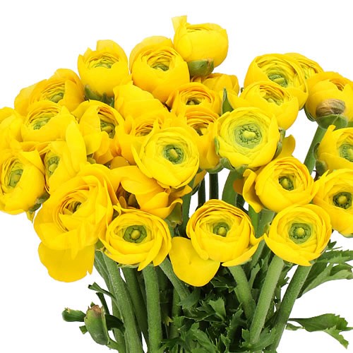 RANUNCULUS CLOONY YELLOW LUCE 40cm | Wholesale Dutch Flowers & Florist ...