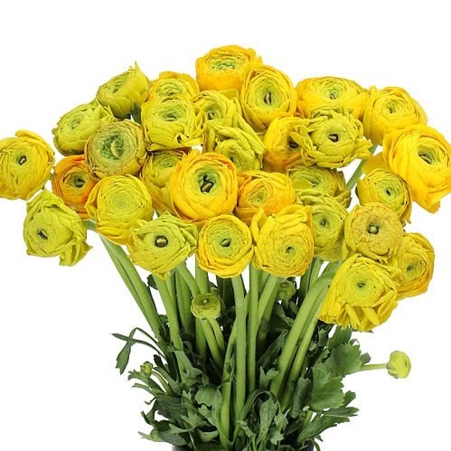 RANUNCULUS CLOONY YELLOW SUNRISE 40cm | Wholesale Dutch Flowers ...