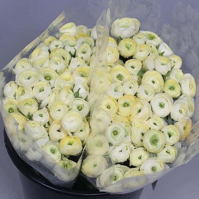 RANUNCULUS ELEGANCE CREAM 40cm | Wholesale Dutch Flowers & Florist ...