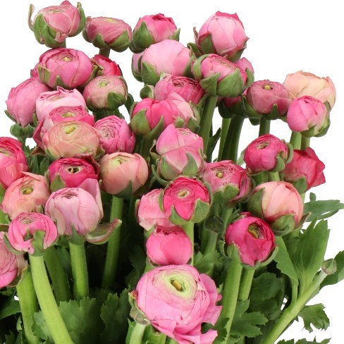 RANUNCULUS ELEGANCE DARK PINK 45cm | Wholesale Dutch Flowers & Florist ...