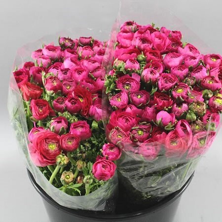 RANUNCULUS ELEGANCE HOT PINK 30cm | Wholesale Dutch Flowers & Florist ...