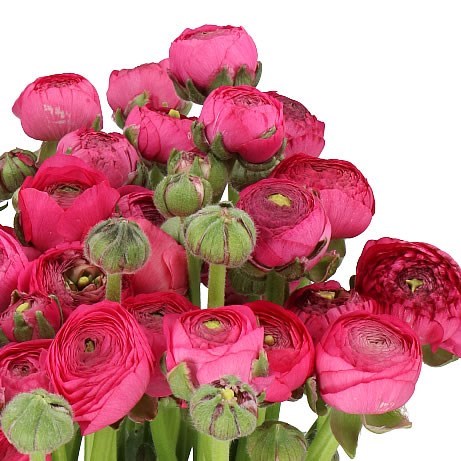 RANUNCULUS ELEGANCE HOT PINK 30cm | Wholesale Dutch Flowers & Florist ...