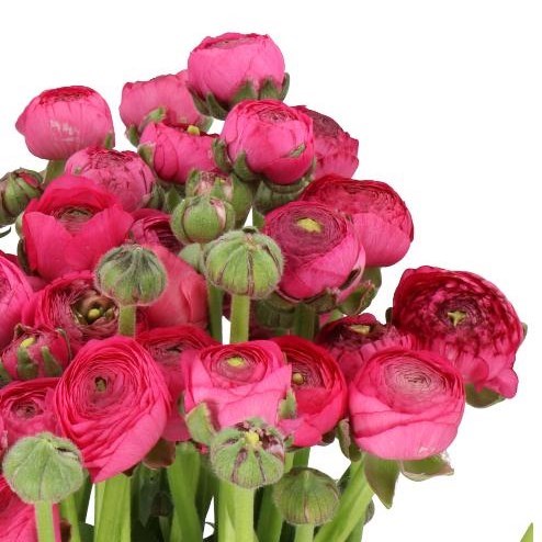 RANUNCULUS ELEGANCE HOT PINK 45cm | Wholesale Dutch Flowers & Florist ...