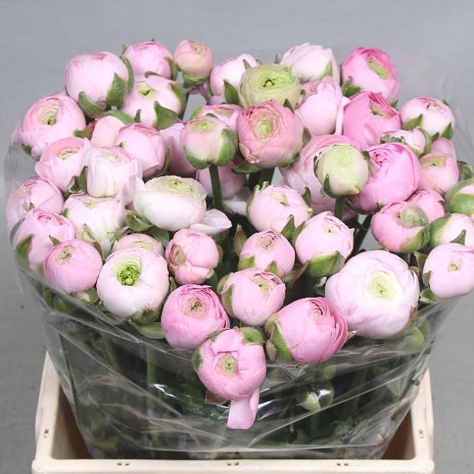 RANUNCULUS ELEGANCE LIGHT PINK 35cm | Wholesale Dutch Flowers & Florist ...