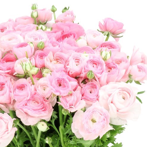 RANUNCULUS ELEGANCE LIGHT PINK 45cm | Wholesale Dutch Flowers & Florist ...