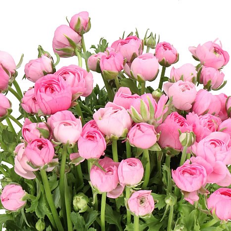 RANUNCULUS ELEGANCE LIGHT PINK EX 40cm | Wholesale Dutch Flowers ...