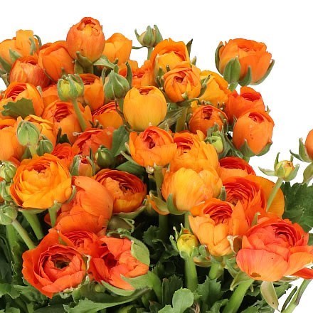 RANUNCULUS ELEGANCE ORANGE 30cm | Wholesale Dutch Flowers & Florist ...
