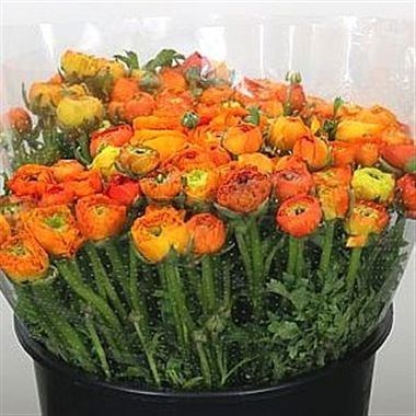 RANUNCULUS ELEGANCE ORANGE 35cm | Wholesale Dutch Flowers & Florist ...