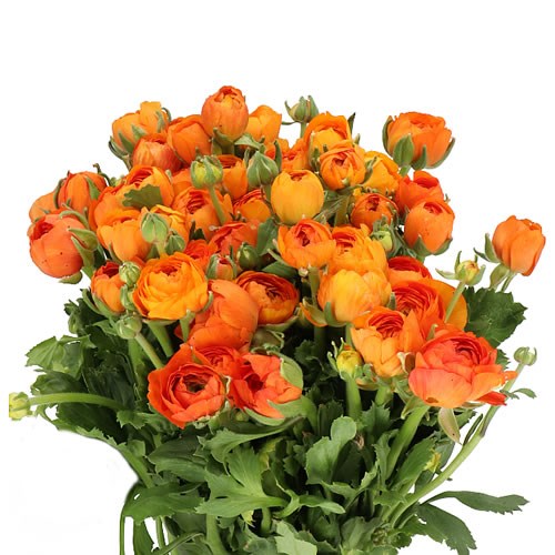 RANUNCULUS ELEGANCE ORANGE 40cm | Wholesale Dutch Flowers & Florist ...
