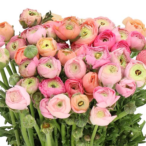 RANUNCULUS ELEGANCE PASTEL 40cm | Wholesale Dutch Flowers & Florist ...