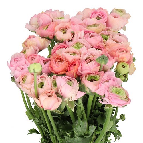 RANUNCULUS ELEGANCE PASTEL PINK 35cm | Wholesale Dutch Flowers ...
