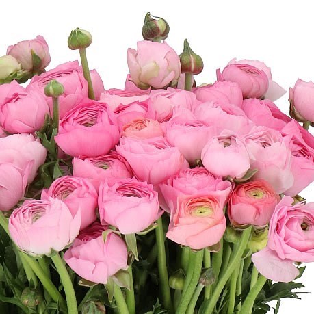RANUNCULUS ELEGANCE PINK 30cm | Wholesale Dutch Flowers & Florist ...