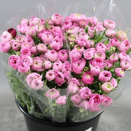 RANUNCULUS ELEGANCE PINK 40cm | Wholesale Dutch Flowers & Florist ...