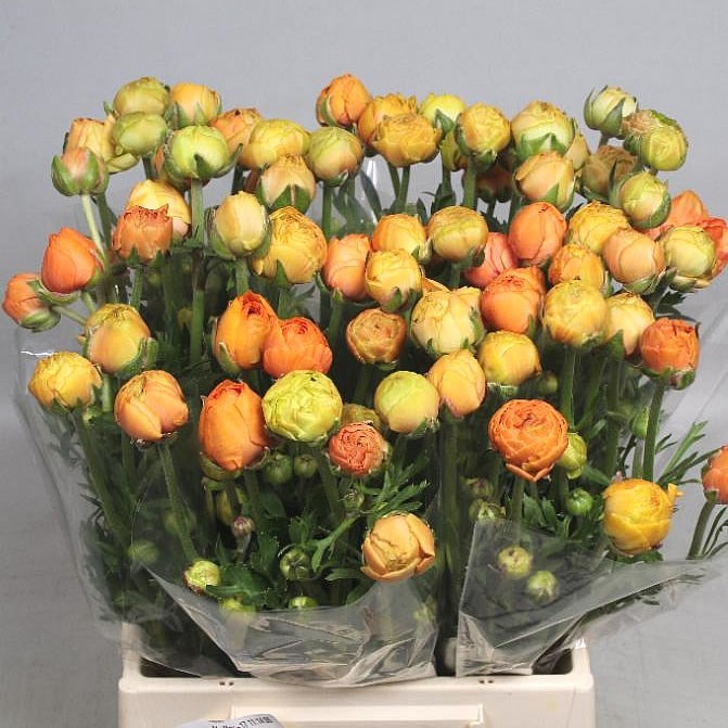 RANUNCULUS ELEGANCE SALMON 40cm | Wholesale Dutch Flowers & Florist ...