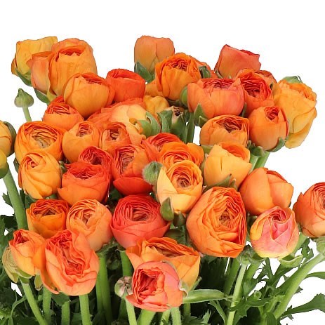 RANUNCULUS ELEGANCE SALMON 45cm | Wholesale Dutch Flowers & Florist ...