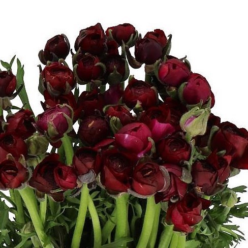RANUNCULUS ELEGANCE VIOLET 50cm | Wholesale Dutch Flowers & Florist ...
