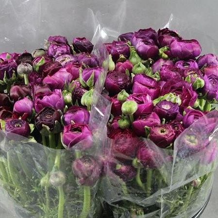 RANUNCULUS ELEGANCE VIOLET EX 40cm | Wholesale Dutch Flowers & Florist ...