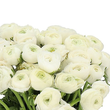 RANUNCULUS ELEGANCE WHITE 40cm | Wholesale Dutch Flowers & Florist ...