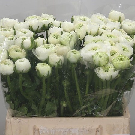 RANUNCULUS ELEGANCE WHITE 40cm | Wholesale Dutch Flowers & Florist ...