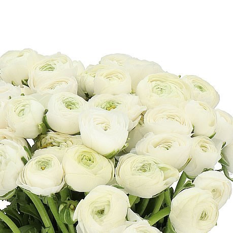 RANUNCULUS ELEGANCE WHITE 55cm | Wholesale Dutch Flowers & Florist ...