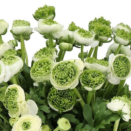 RANUNCULUS FESTIVAL WHITE GREEN 45cm | Wholesale Dutch Flowers ...
