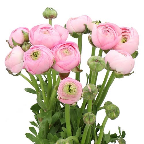 RANUNCULUS GIGA PINK 40cm | Wholesale Dutch Flowers & Florist Supplies UK
