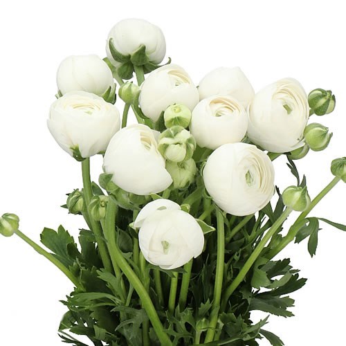 RANUNCULUS ICEBERG 40cm | Wholesale Dutch Flowers & Florist Supplies UK