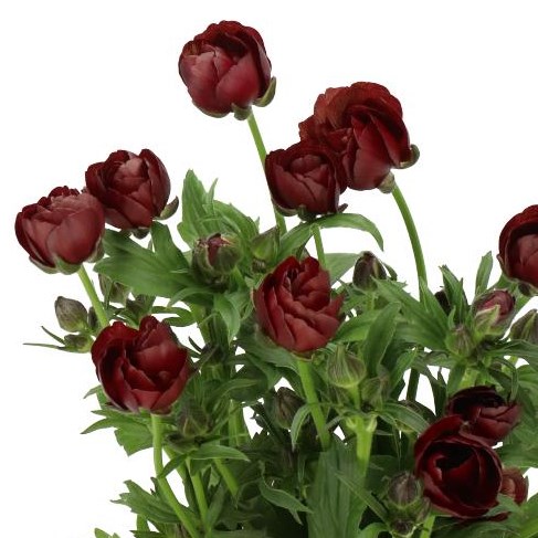 RANUNCULUS MAGICAL CHOCOLATE 75cm | Wholesale Dutch Flowers & Florist ...