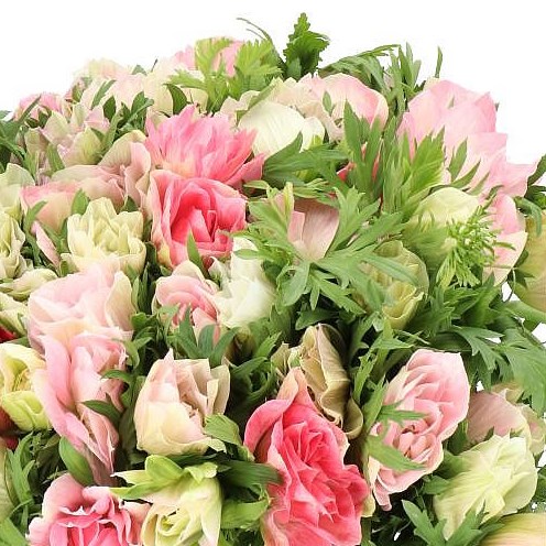 RANUNCULUS MISTRAL PLUS HANOI SUPER 40cm | Wholesale Dutch Flowers ...