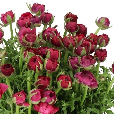 RANUNCULUS PAULINE VIOLET 40cm | Wholesale Dutch Flowers & Florist ...