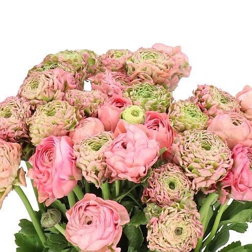 RANUNCULUS PON PON ALICE 40cm | Wholesale Dutch Flowers & Florist ...