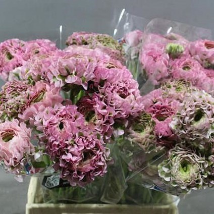 RANUNCULUS PON PON CANDY EX 40cm | Wholesale Dutch Flowers & Florist ...