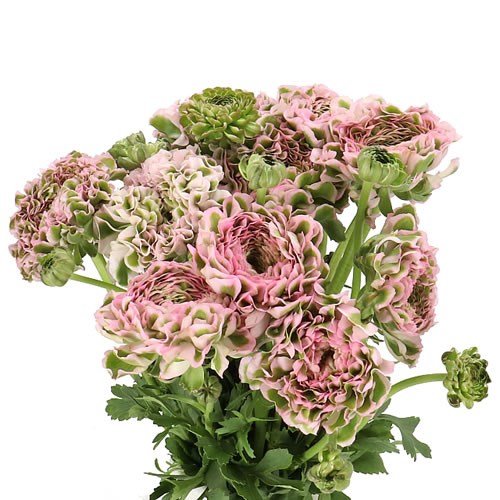 RANUNCULUS PON PON CANDY EX 40cm | Wholesale Dutch Flowers & Florist ...