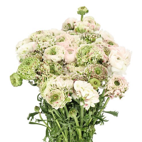 RANUNCULUS PON PON CASPER 40cm | Wholesale Dutch Flowers & Florist ...