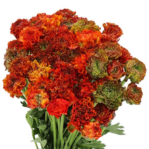 RANUNCULUS PON PON GARFIELD 30cm | Wholesale Dutch Flowers & Florist ...